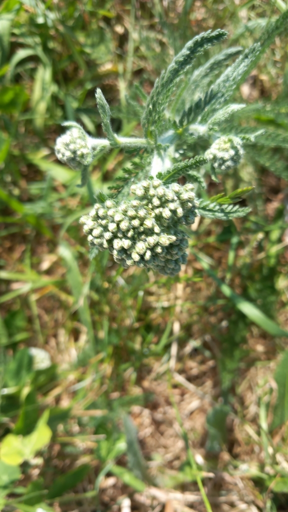 common yarrow from Colchester CO4 3HU, UK on June 13, 2023 at 01:27 PM ...