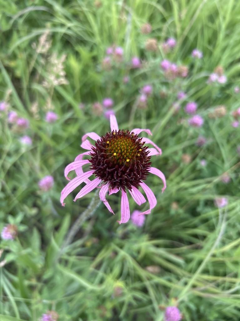 wavyleaf purple coneflower from Almon Underwood Prairie Nature Preserve ...