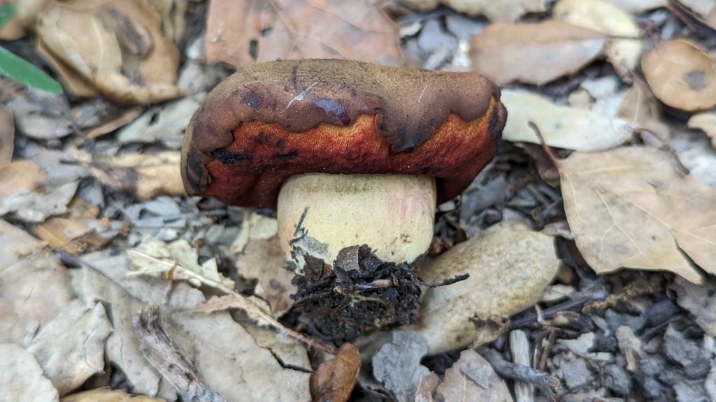Neoboletus in June 2023 by Michelle C. Torres-Grant. growing under ...