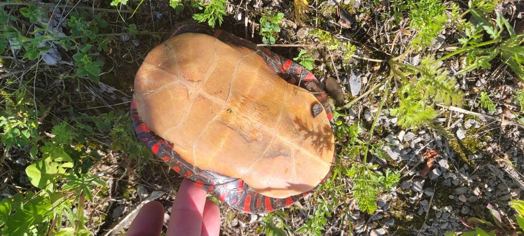 Midland Painted Turtle from Front of Yonge, ON K0E, Canada on June 13 ...