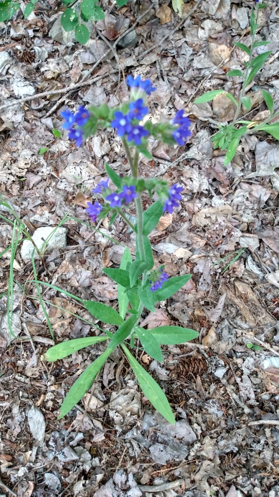 Alkanet from KLO Creek Regional Park on June 12, 2023 at 08:20 PM by ...