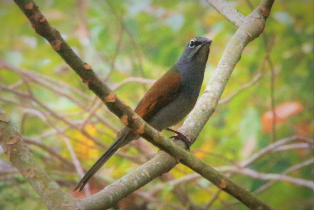 Brown-backed Solitaire from Municipio de Victoria, Tamaulipas on ...