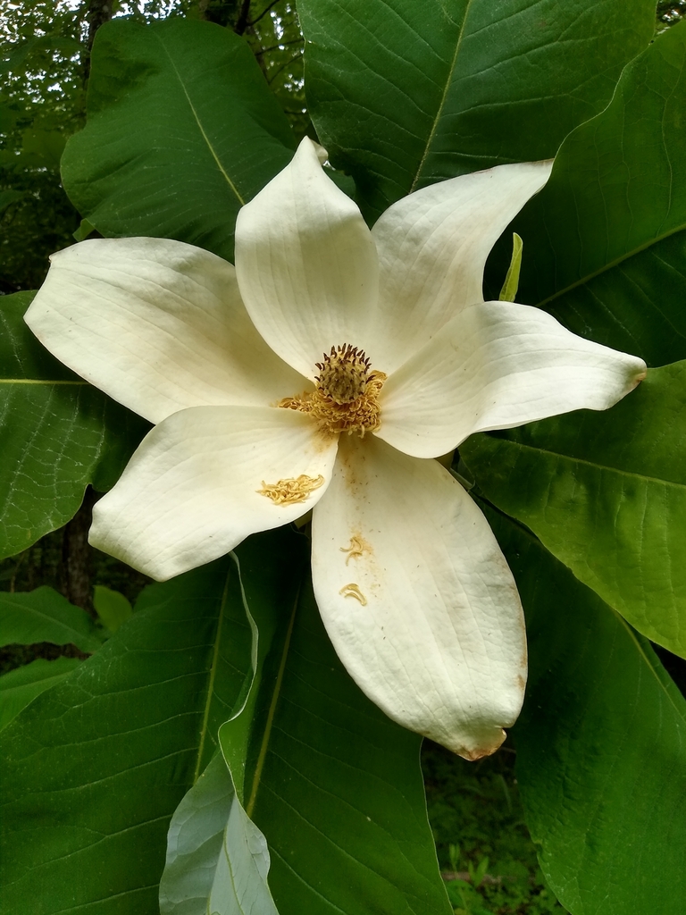 bigleaf magnolia from Zoe, KY 41397, USA on May 27, 2023 at 05:02 PM by ...
