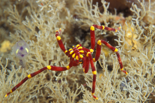 Genus Meridionale · iNaturalist