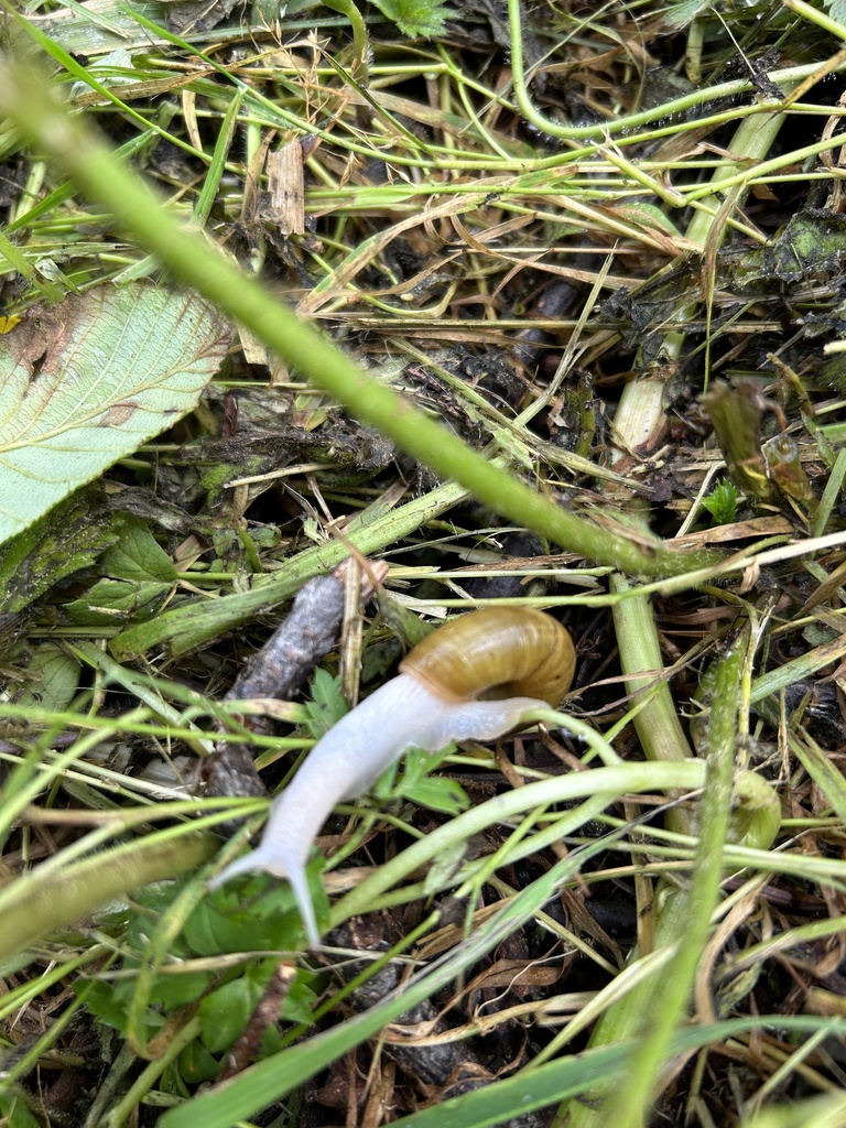 Robust Lancetooth Snail from Redwood National and State Parks, Klamath ...