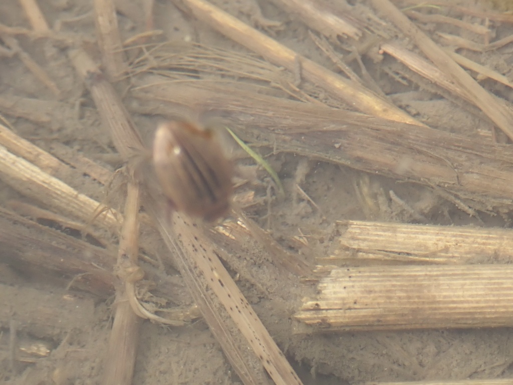 Hydaticus grammicus from 天見, 河内長野市, 大阪府, JP on June 13, 2023 at 07:02 ...
