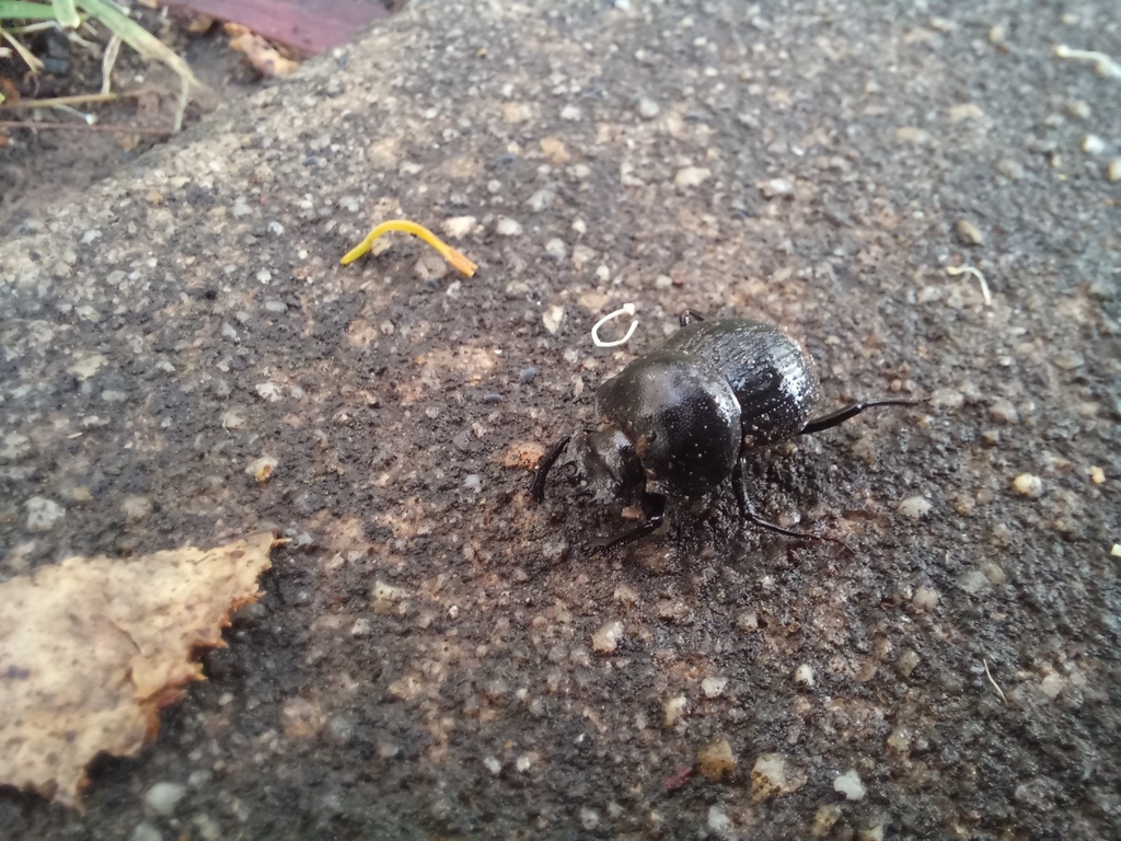 Cephalodesmius armiger from Sydney NSW, Australia on June 8, 2023 at 04 ...