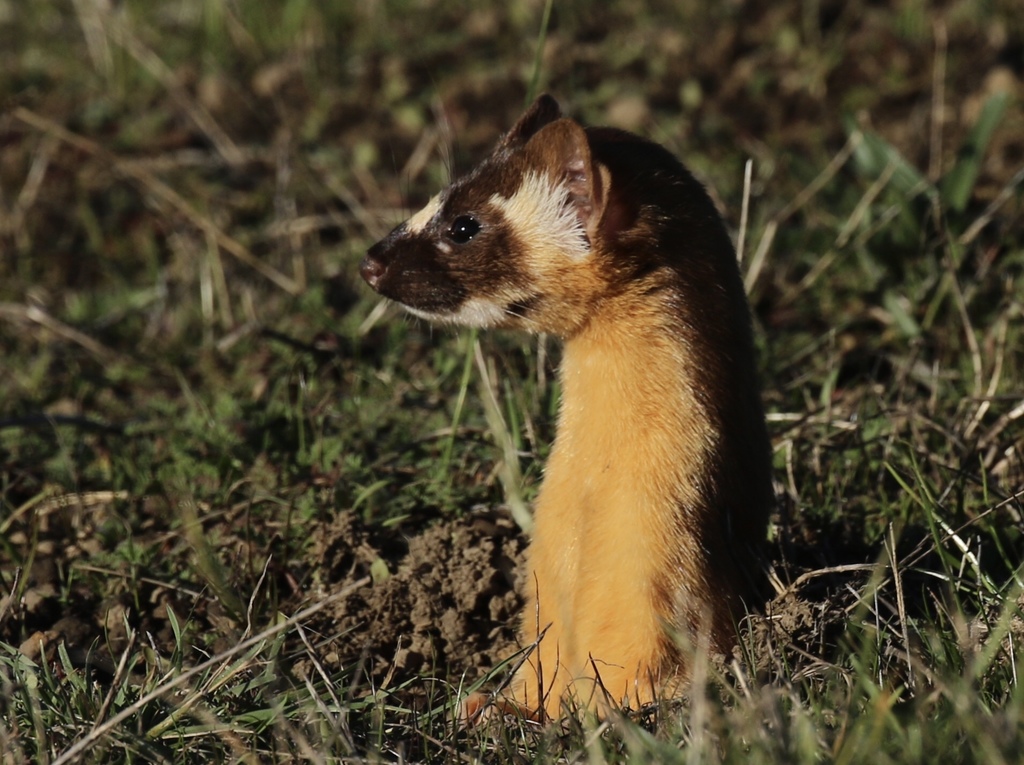 Long-tailed Weasel from 8000 N Highway One, Bodega Bay, CA, US on ...