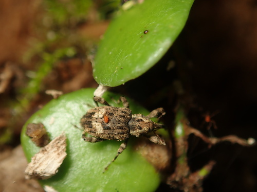 Acicnemis kiotoensis · iNaturalist