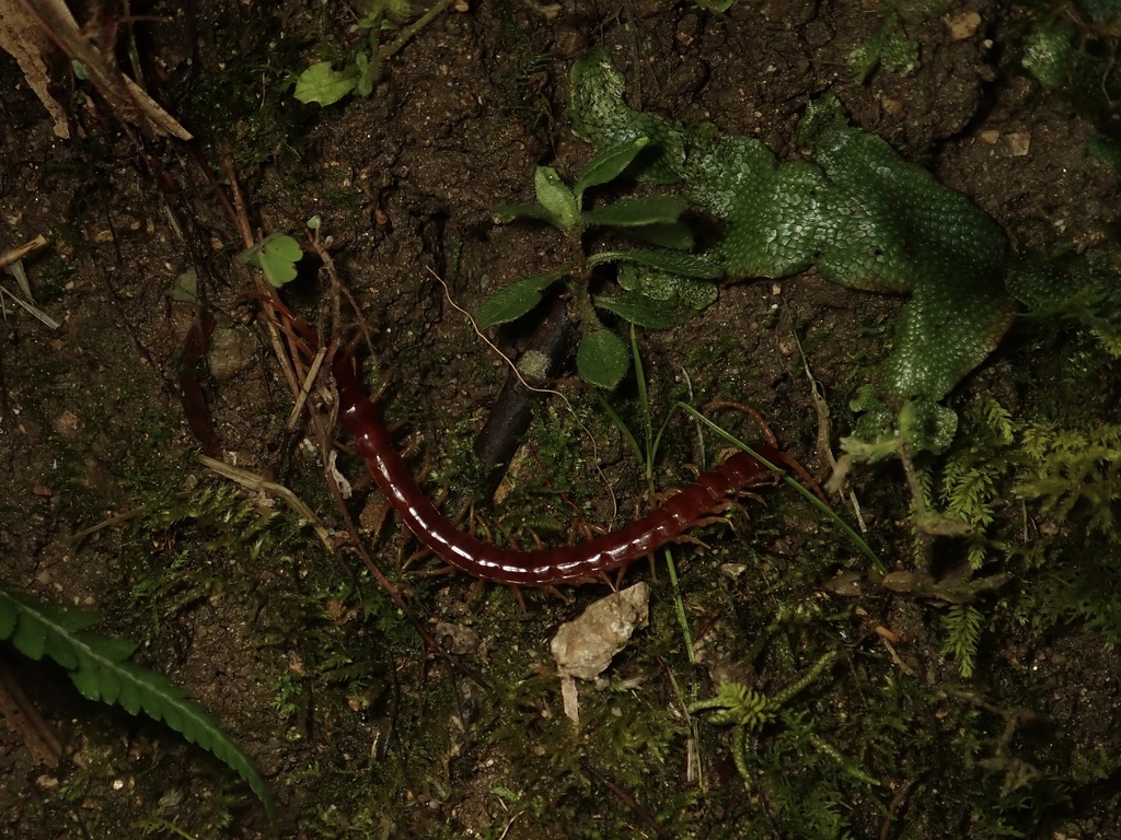 Red Centipedes from 流谷, 河内長野市, 大阪府, JP on June 13, 2023 at 08:24 PM by ...