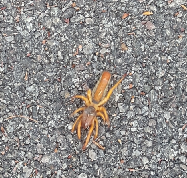 Rhagodidae from Unnamed Road, Kurmaguda, Telangana 500005, India on ...