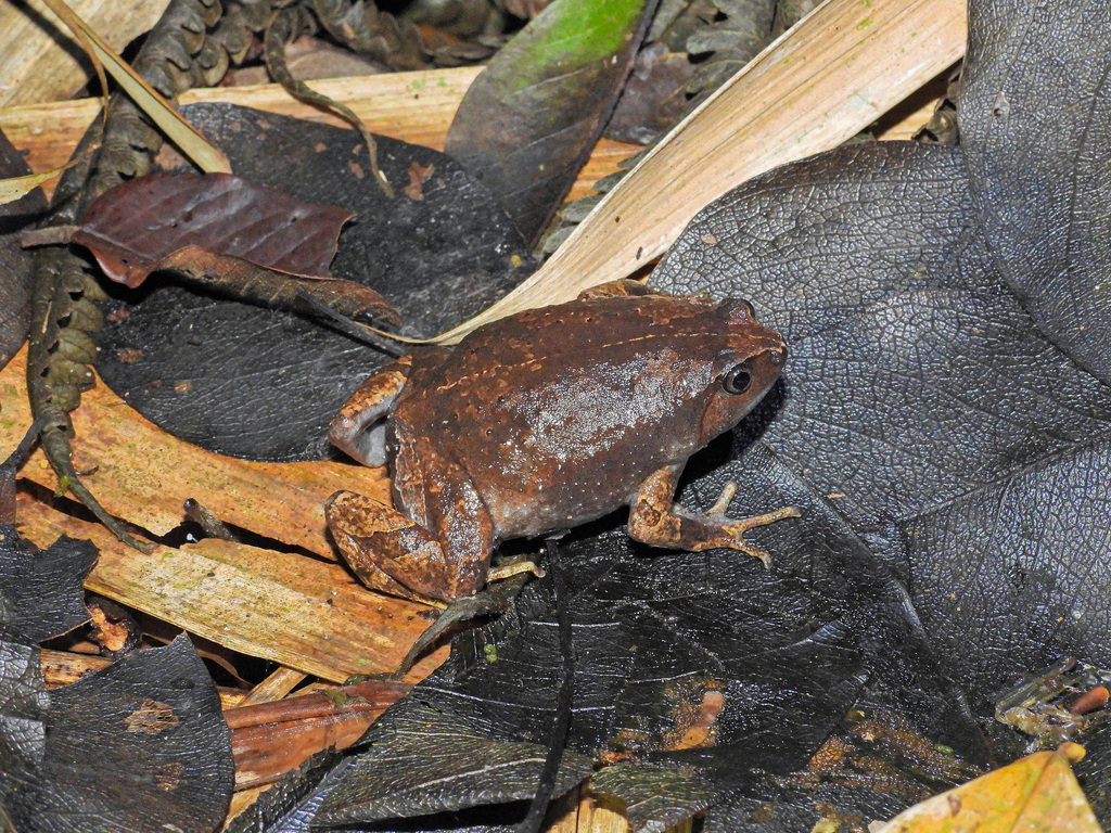 Luzon Narrow-Mouthed Frog from Apayao, Cagayan, Philippines on June 14 ...