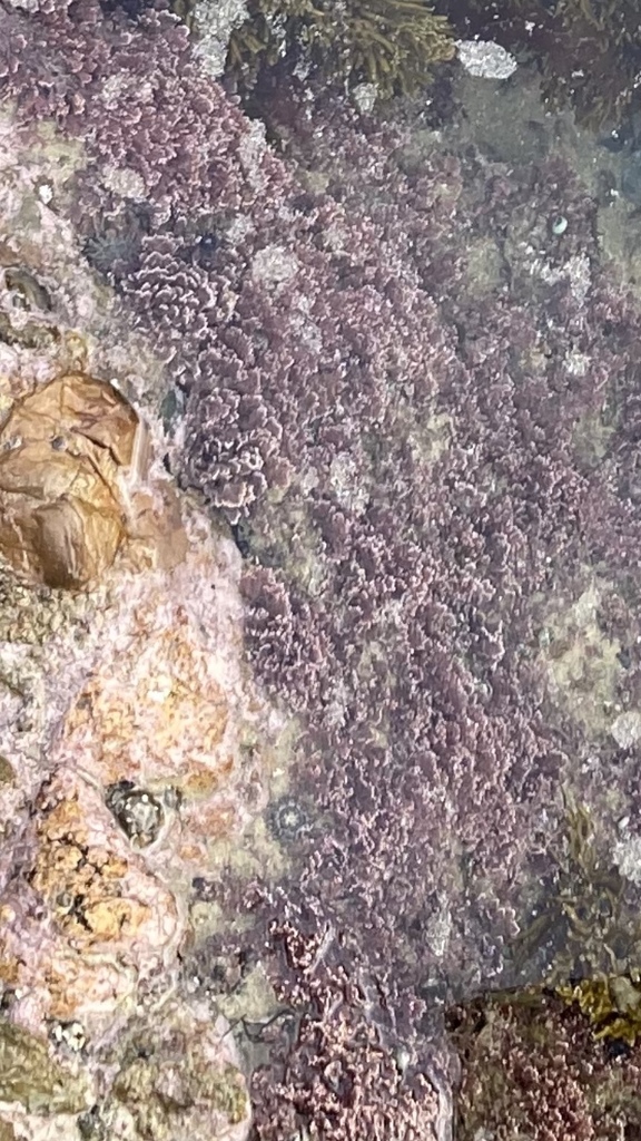 coralline algae from False Islet Recreation Reserve, Kaka Point, Otago ...