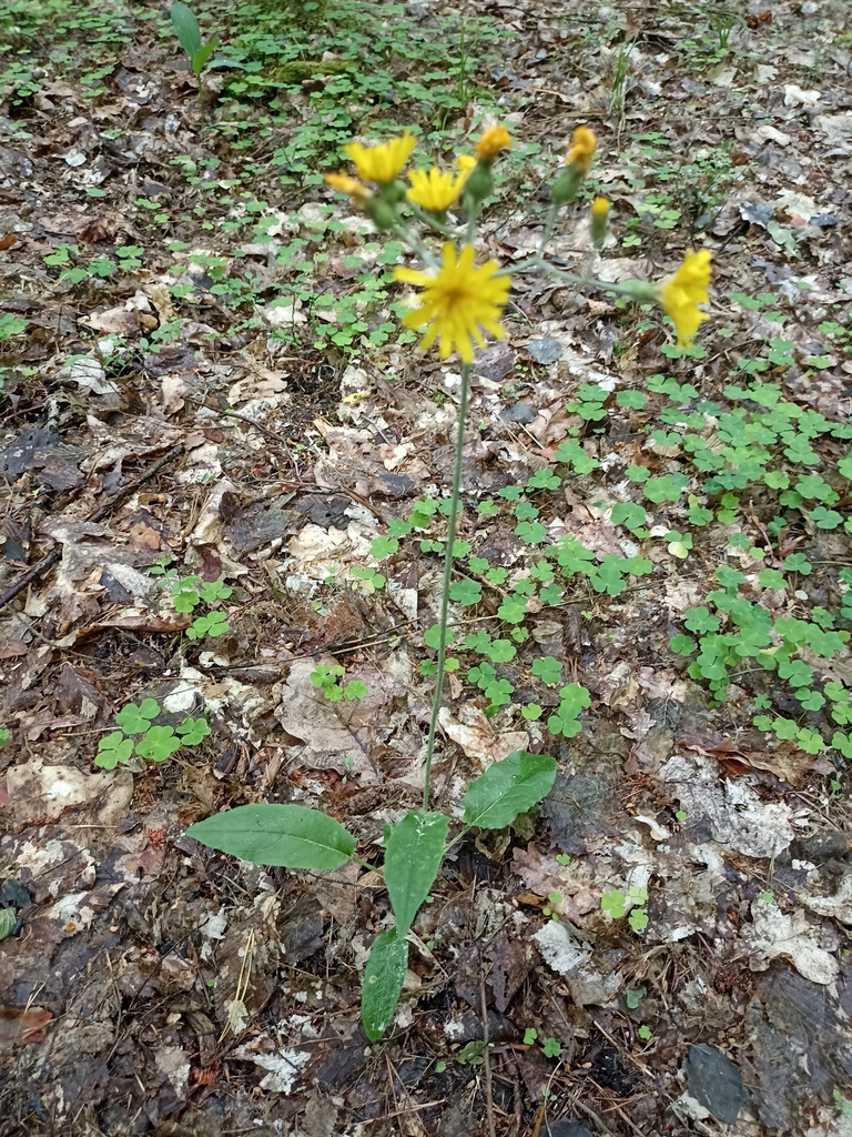 Grand-toothed hawkweed from Belowezskaya Pushcha, BY-BR-KN, BY-BR, BY ...