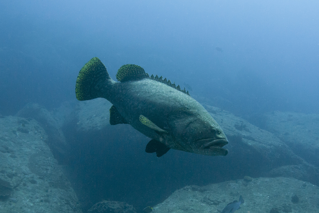 Giant Grouper from Yakushima, Kagoshima, Japan on July 30, 2012 at 11: ...