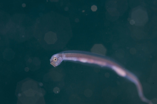 リボンイワシ属 (Eutaeniophorus)