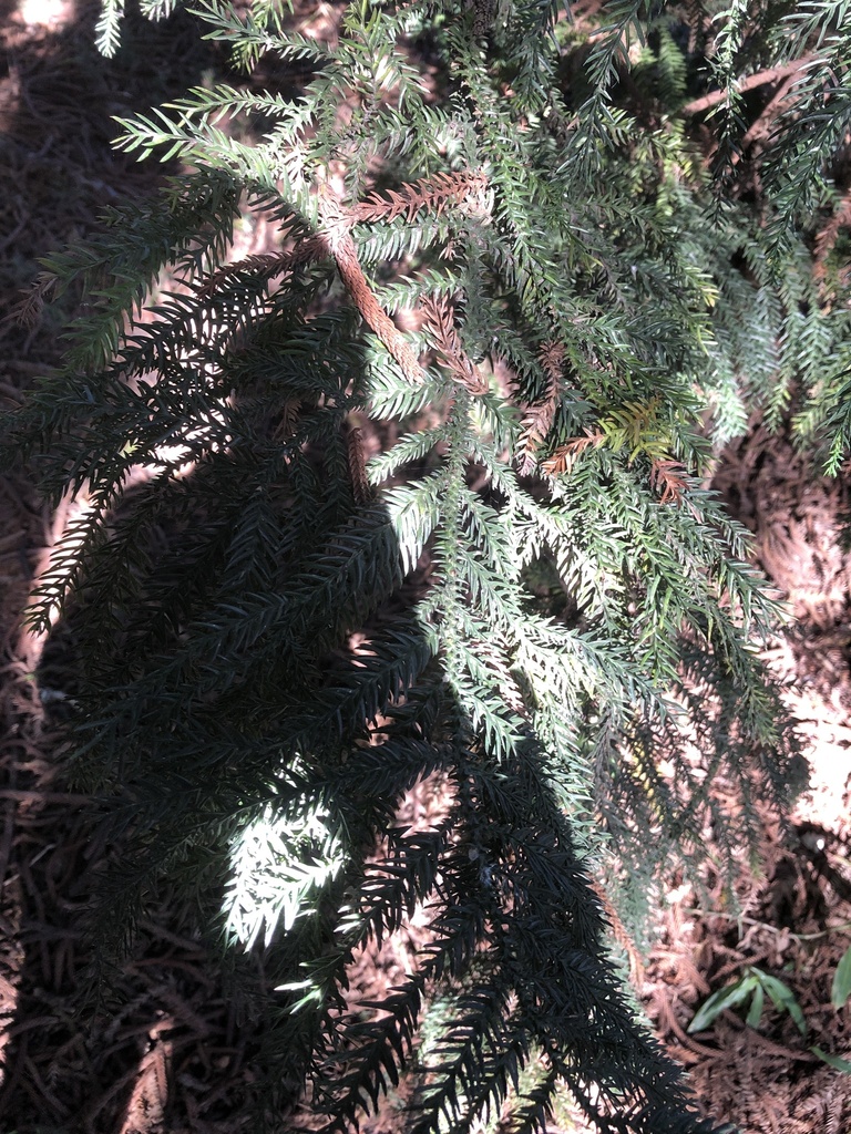 cypress family from Moss Kolnik Drive, Amanzimtoti, KZN, ZA on June 13 ...