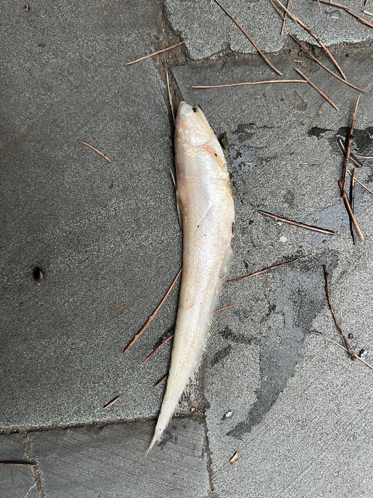 Japanese Grenadier Anchovy in June 2023 by Hanyang Ye · iNaturalist