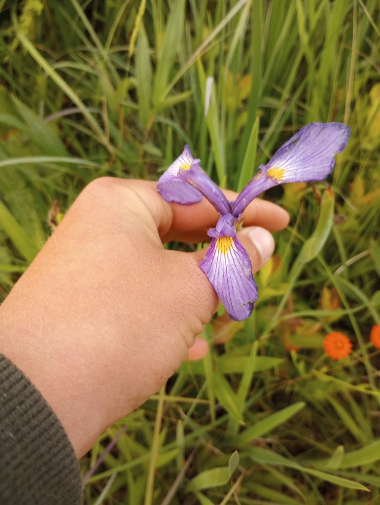 Savanna Iris from Conway, SC 29526, USA on June 4, 2023 at 07:31 AM by ...