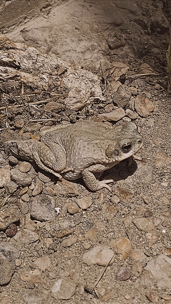 True Toads from Cleburne State Park by Casey · iNaturalist