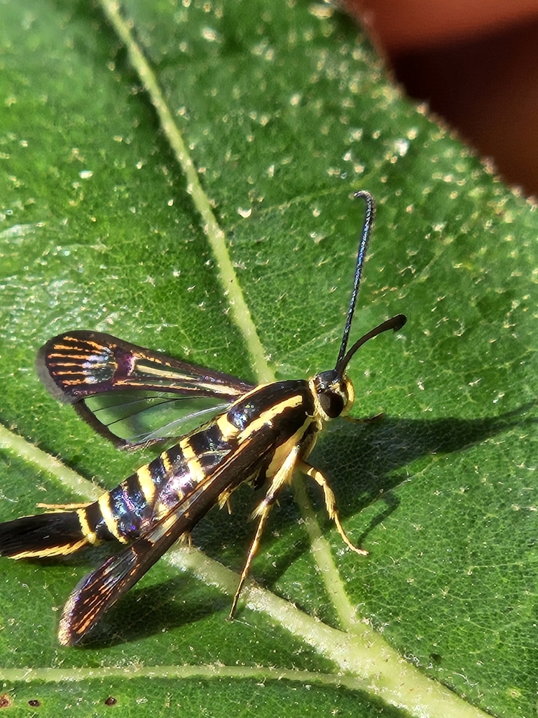 Arkansas Clearwing Moth from Murray, KY 42071, USA on June 14, 2023 at ...