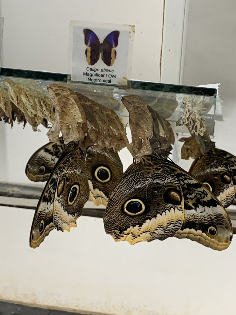 Banded Owl-Butterfly from Arizona Boardwalk, Scottsdale, AZ, US on May ...