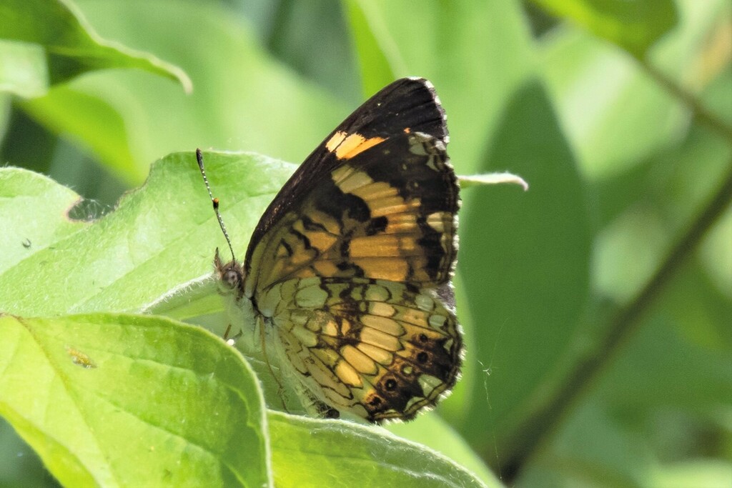 Silvery Checkerspot in June 2023 by Steve Kruse · iNaturalist