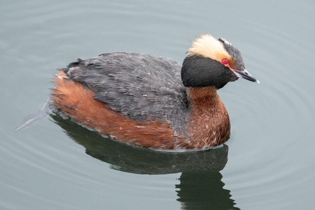 Horned Grebe in May 2023 by David Turgeon · iNaturalist