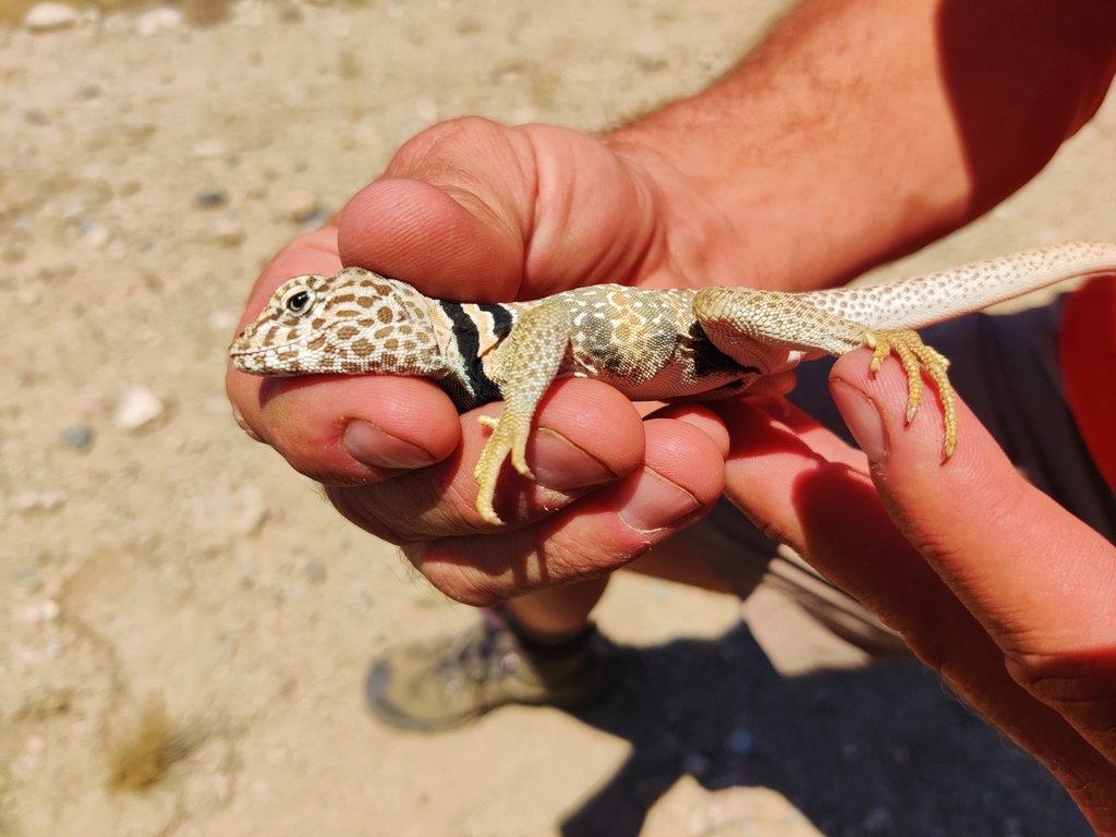 Desert Collared Lizard from Wikieup, AZ 85360, USA on June 14, 2023 at ...