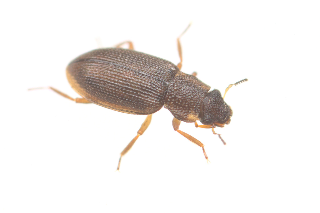 Hydraena from Los Angeles County, CA, USA on June 11, 2023 at 04:09 AM ...