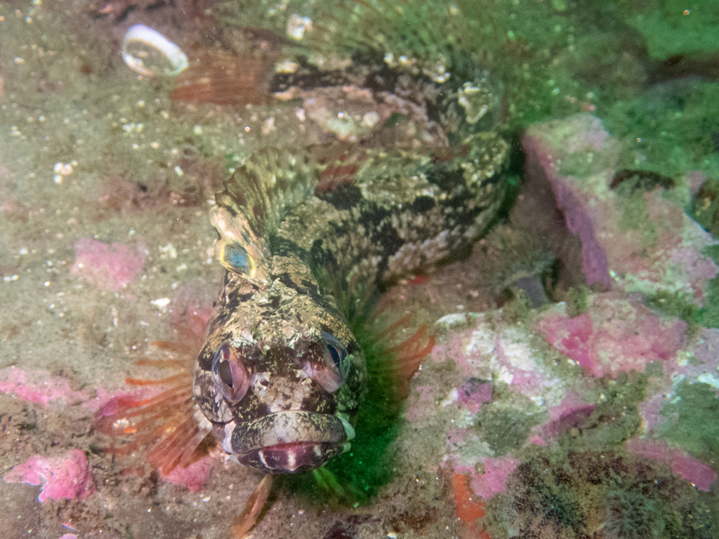 Onespot Fringehead from Monterey, CA, USA on June 14, 2023 at 11:54 AM ...