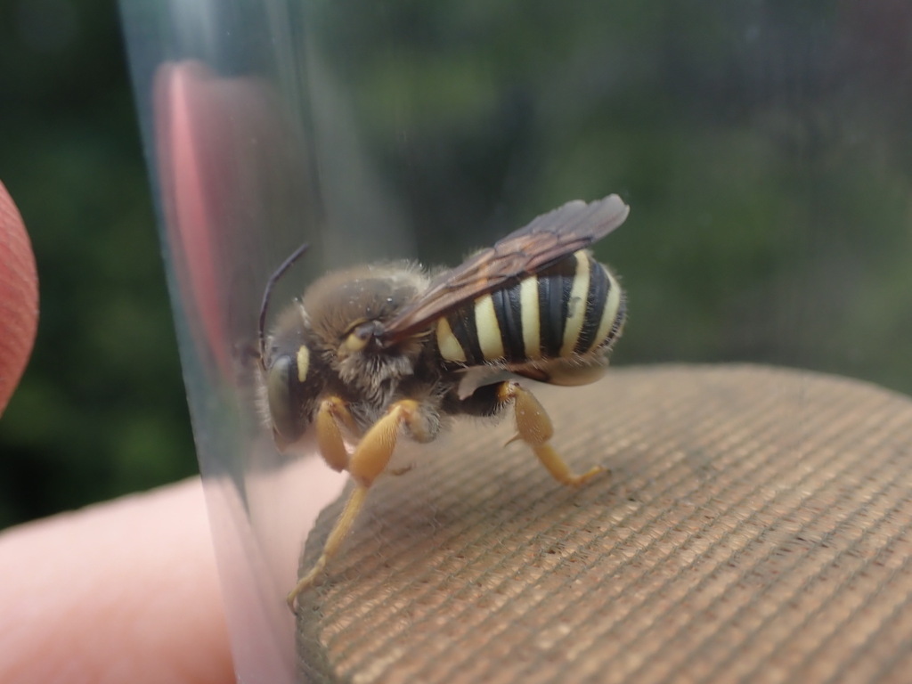 Trachusa integra from Malbosc, Montpellier, France on June 14, 2023 at ...