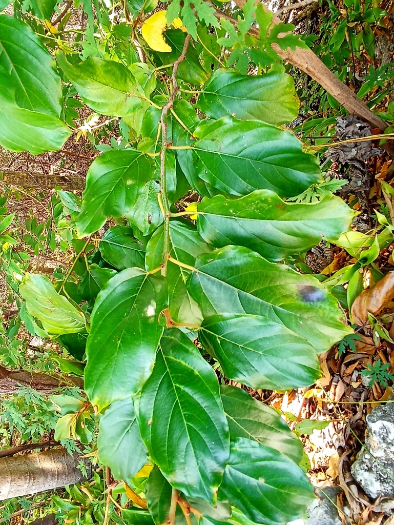 Coffee Colubrina from Parque Cancún on May 7, 2023 at 09:40 AM by ...