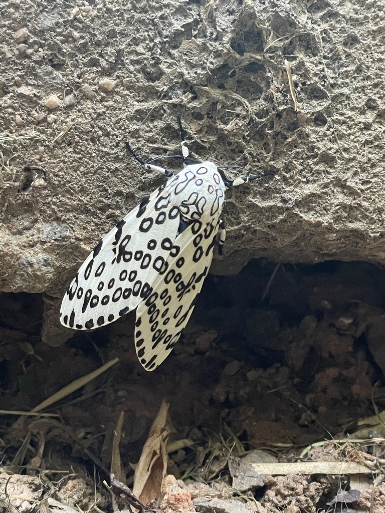 Giant Leopard Moth from Random Hills Rd, Fairfax, VA, US on June 14 ...