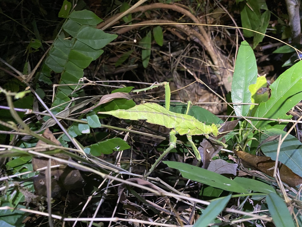 Malayan Jungle Nymph from Khao Sok National Park, Phanom, Surat Thani ...