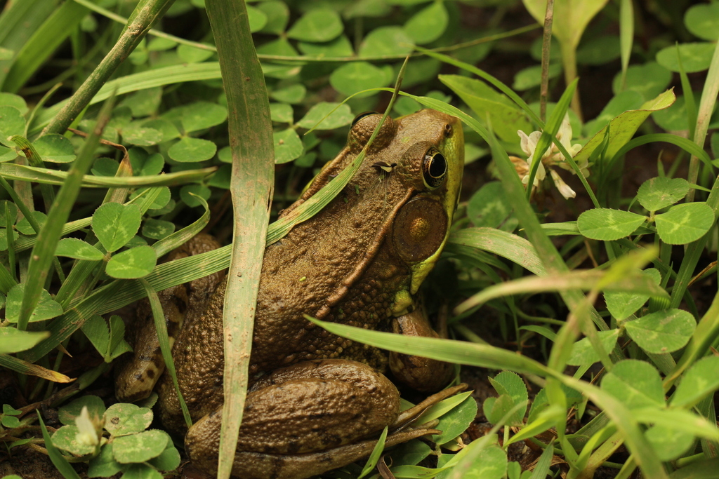 Green Frog from Berks County, PA, USA on June 7, 2023 at 04:02 PM by ...