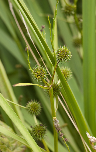 Subespecies Sparganium erectum neglectum · iNaturalist Mexico