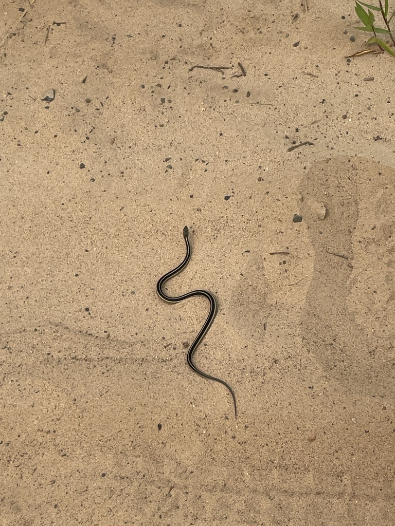 Eastern Garter Snake from Anoka County, US-MN, US on June 14, 2023 at ...