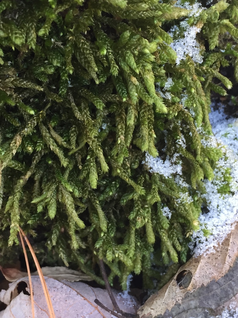 spoon-leaved moss in December 2018 by Tristan Knight. Tree base, Dundas ...