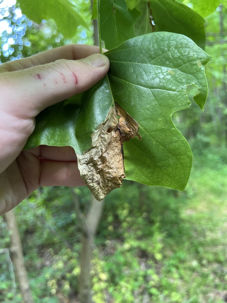 Yellow Poplar Weevil in June 2023 by Kyle Klotz · iNaturalist