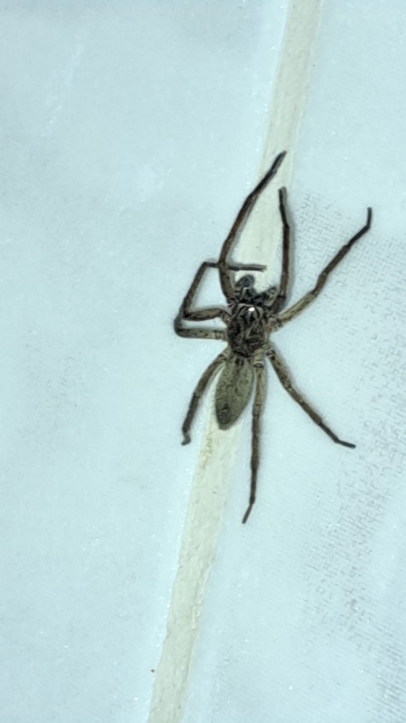 Ghost Spiders by Valentin Vv · iNaturalist