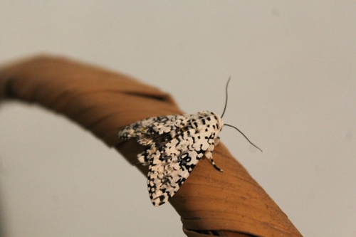 Photo 290112248, (c) Seled Porras, all rights reserved, uploaded by ...