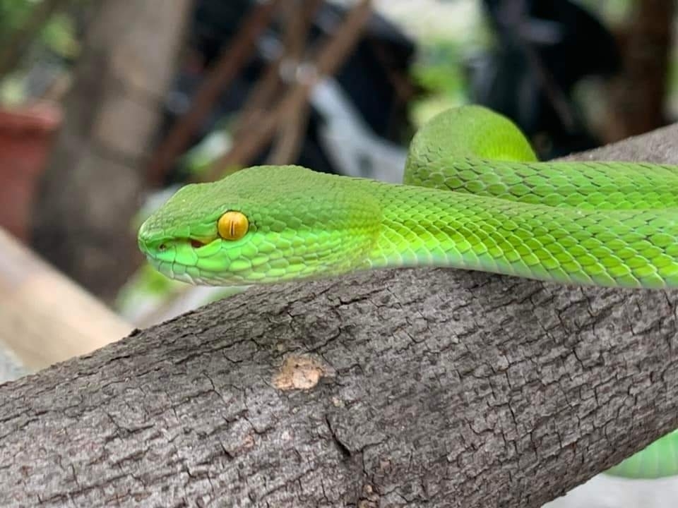 White-lipped Pit Viper from Mandalay on June 13, 2023 at 01:56 PM by ...