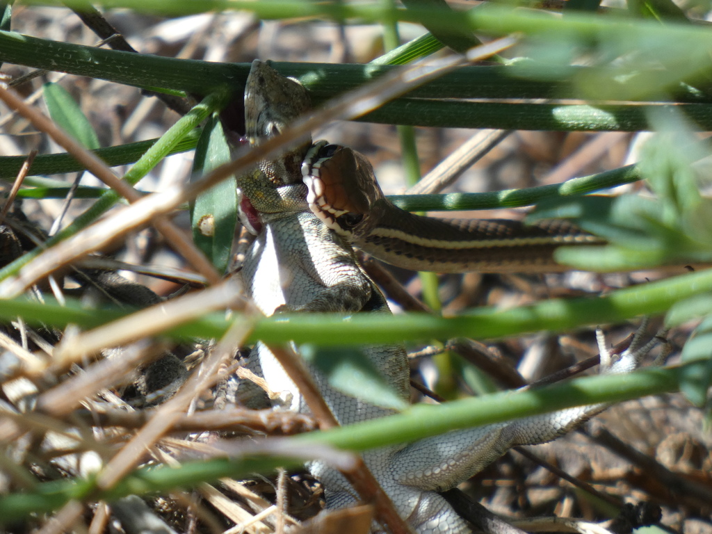 Striped Racer from Los Angeles County, CA, USA on June 4, 2023 at 10:04 ...
