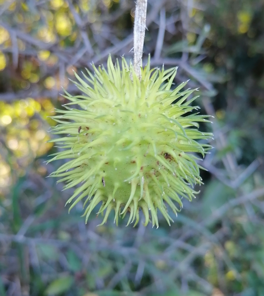 South African Spiny Cucumber from South Africa on June 14, 2023 at 03: ...