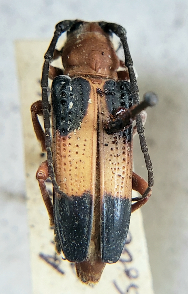 Stibara from RJ6G+QR7, Gobardiya 22400, Nepal on August 3, 2004 by ...