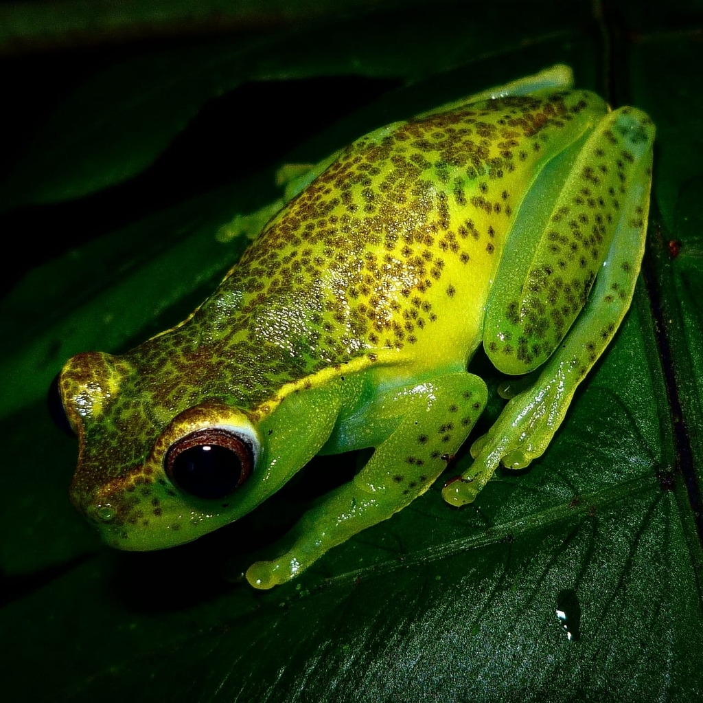 La Loma Tree Frog in June 2019 by Edgar Abel Toribio Pèrez · iNaturalist
