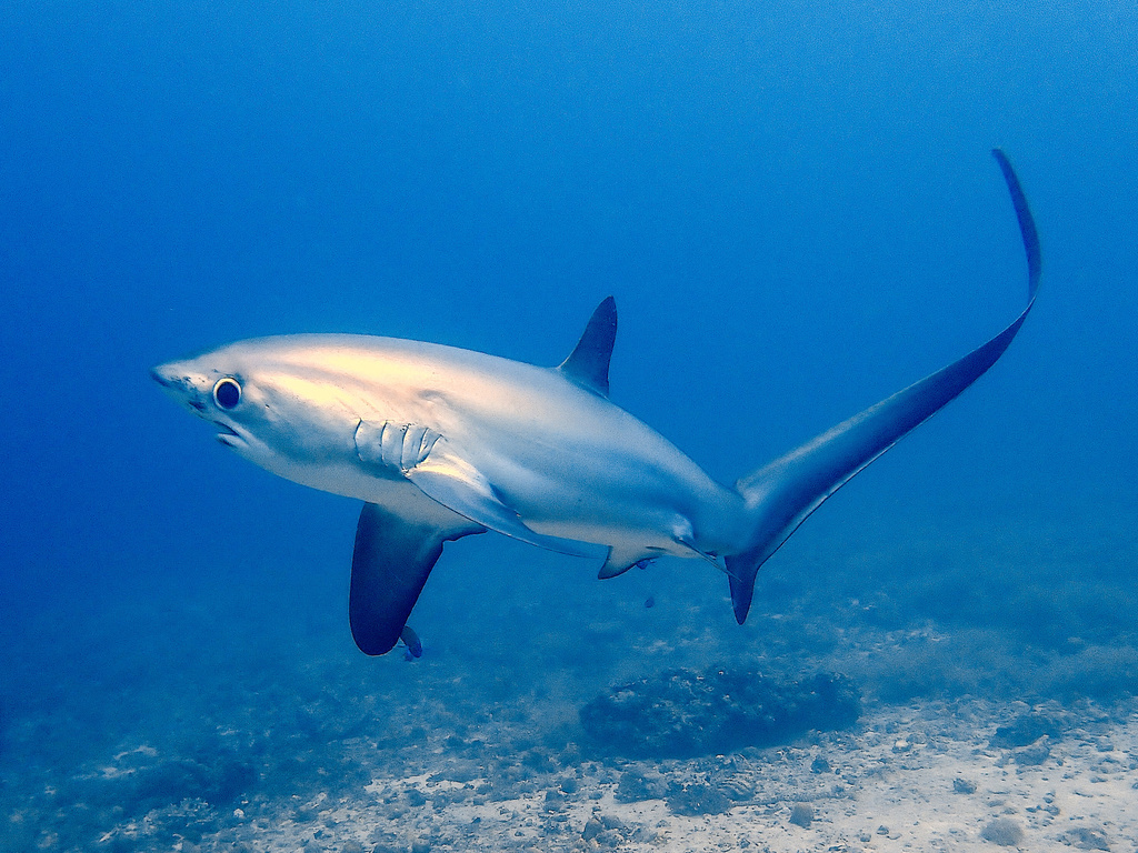 Pelagic Thresher Shark in June 2023 by rileywyna · iNaturalist