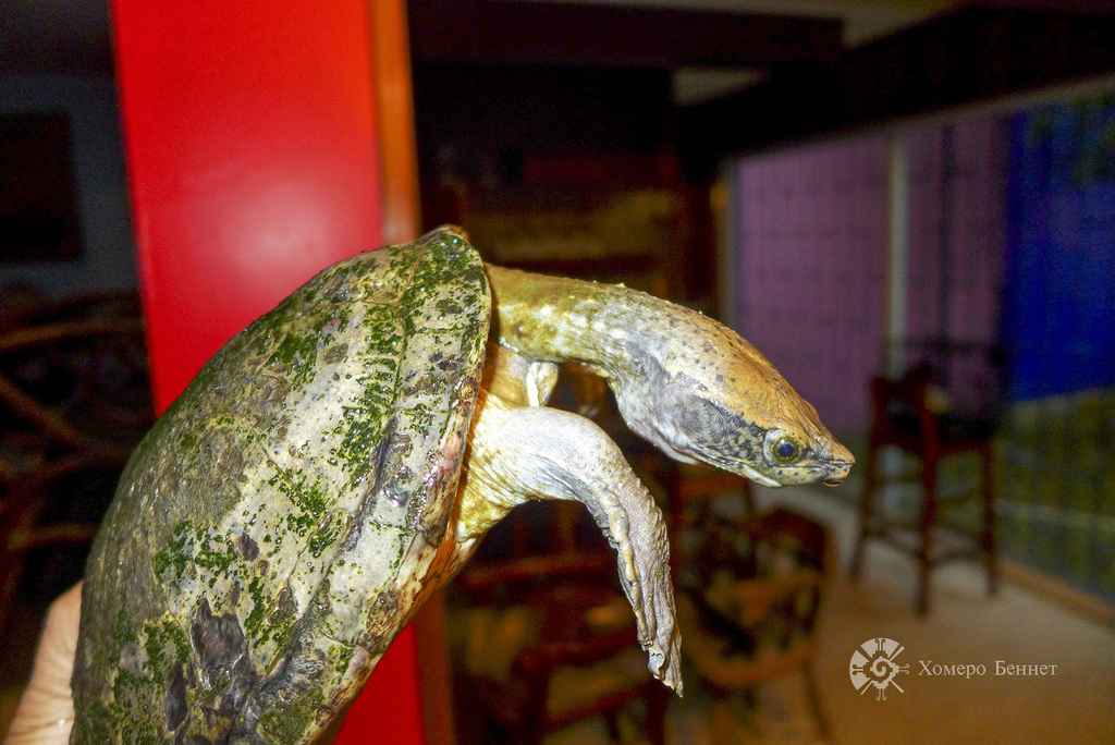 Central American River Turtle in December 2018 by Homero Bennet ...