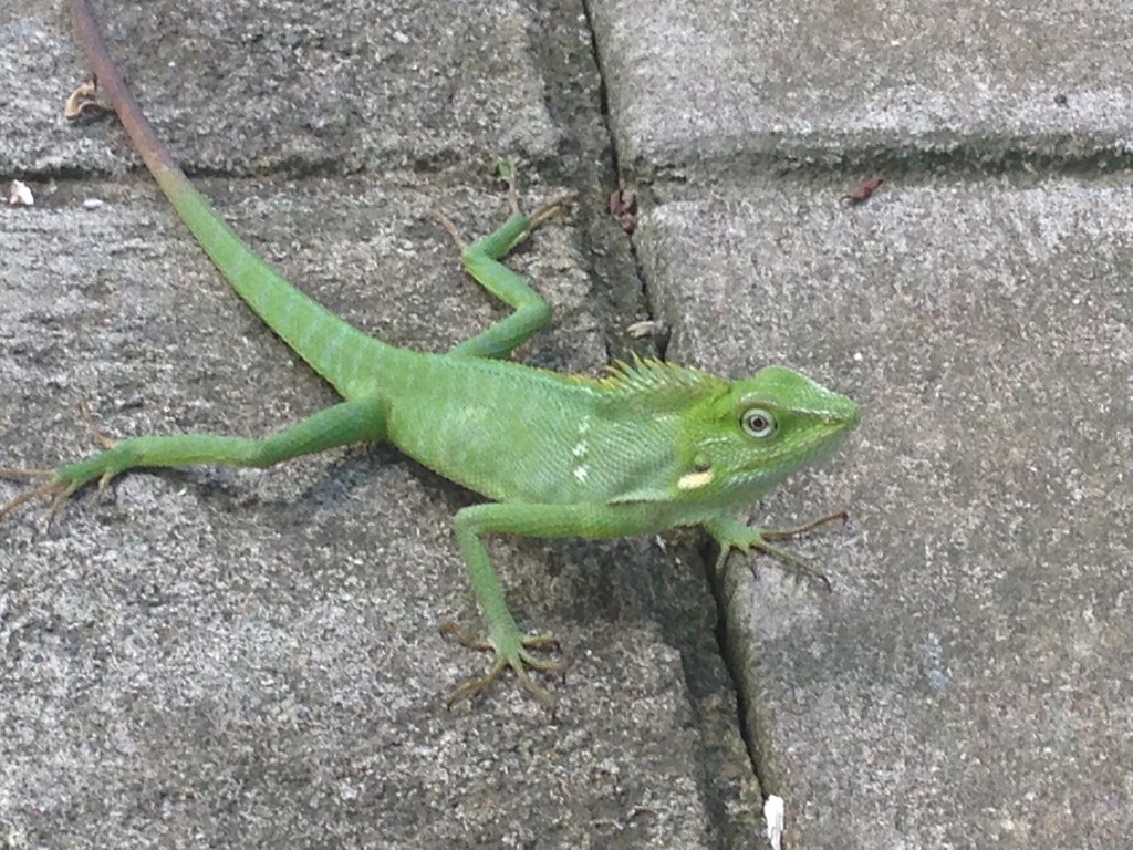 Great Crested Canopy Lizard from Badung Regency, Bali, Indonesia on ...
